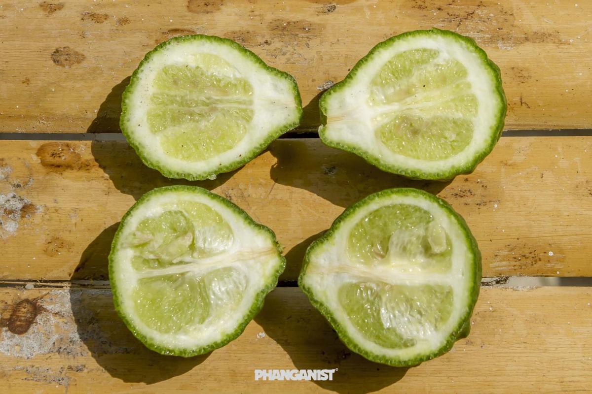 Health benefits of the Kaffir Lime ands its Aromatic Leaves | Koh ...